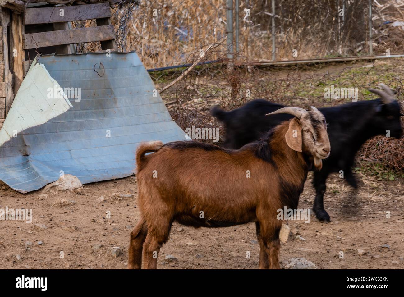 Closeup of large brown black Bengal goat standing in front of fence ...