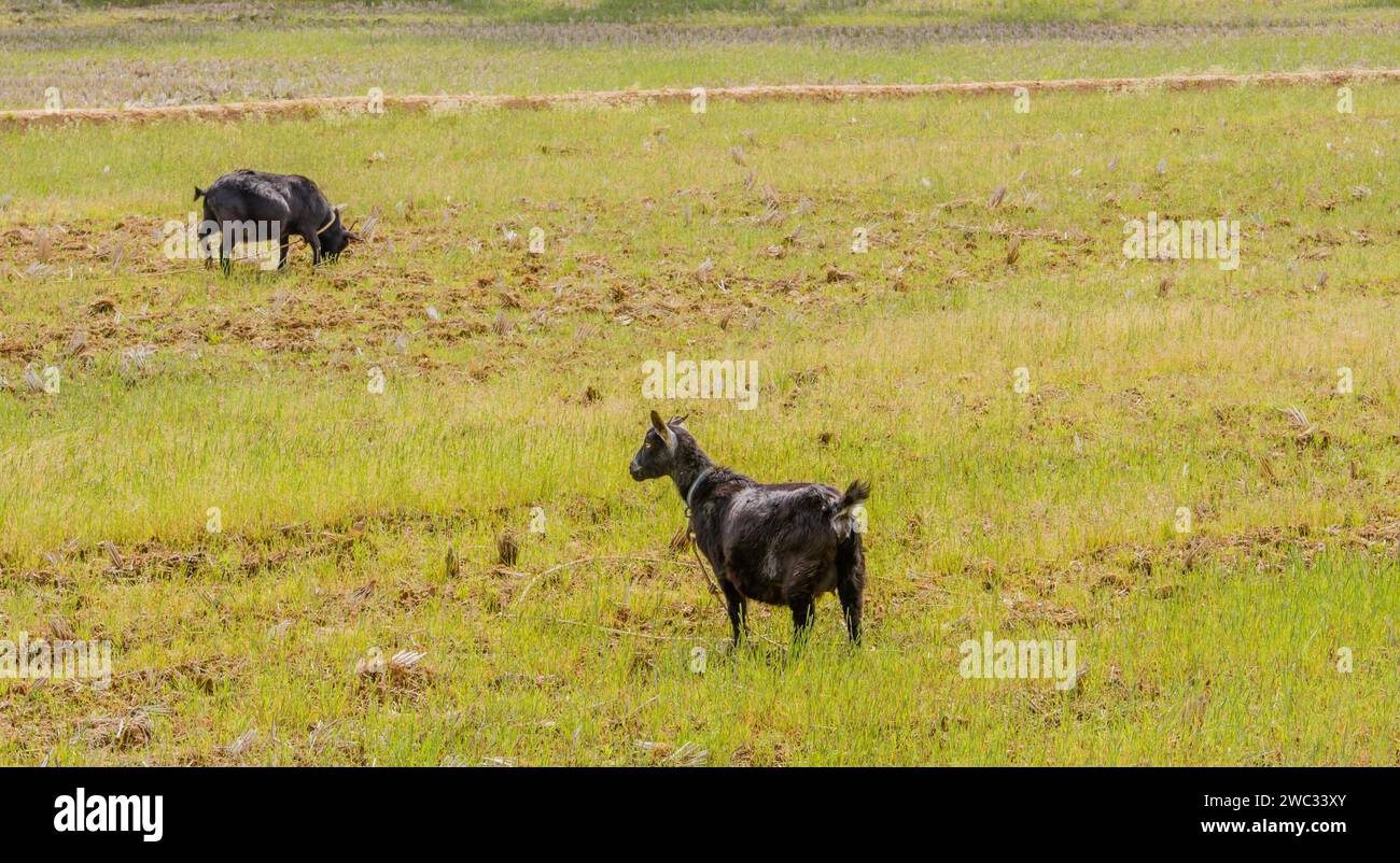 Two adult black Bengal goats with collars around their neck in an open ...