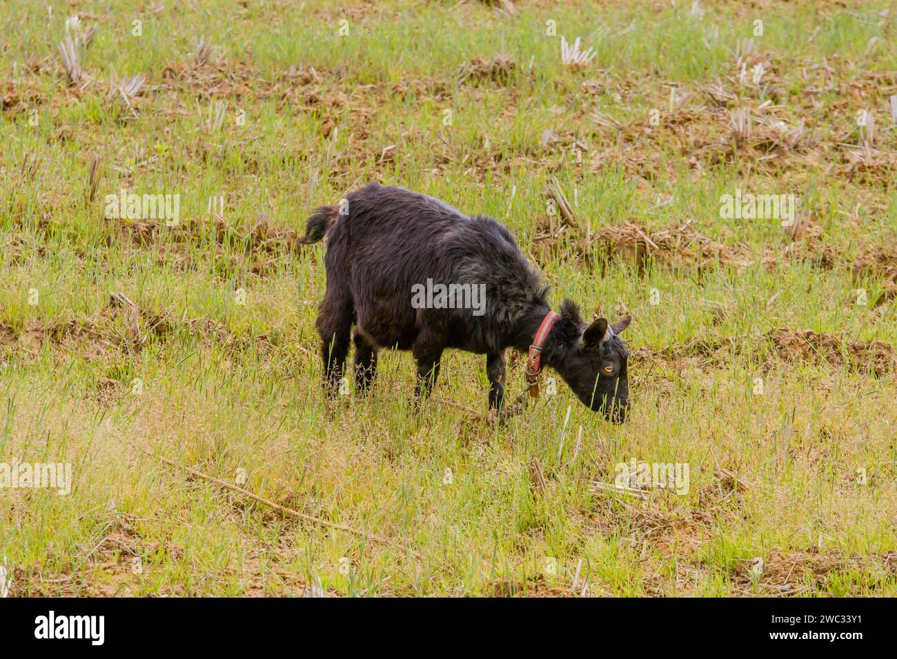 Young black Bengal goat with red collar attached to rope around neck ...