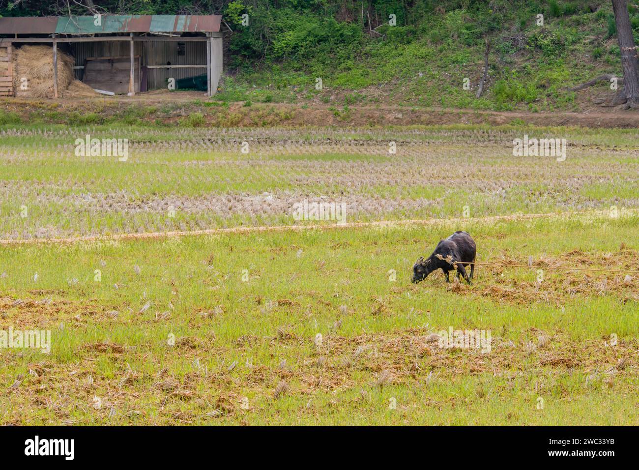 Adult black Bengal goat with horns straining against rope to reach ...