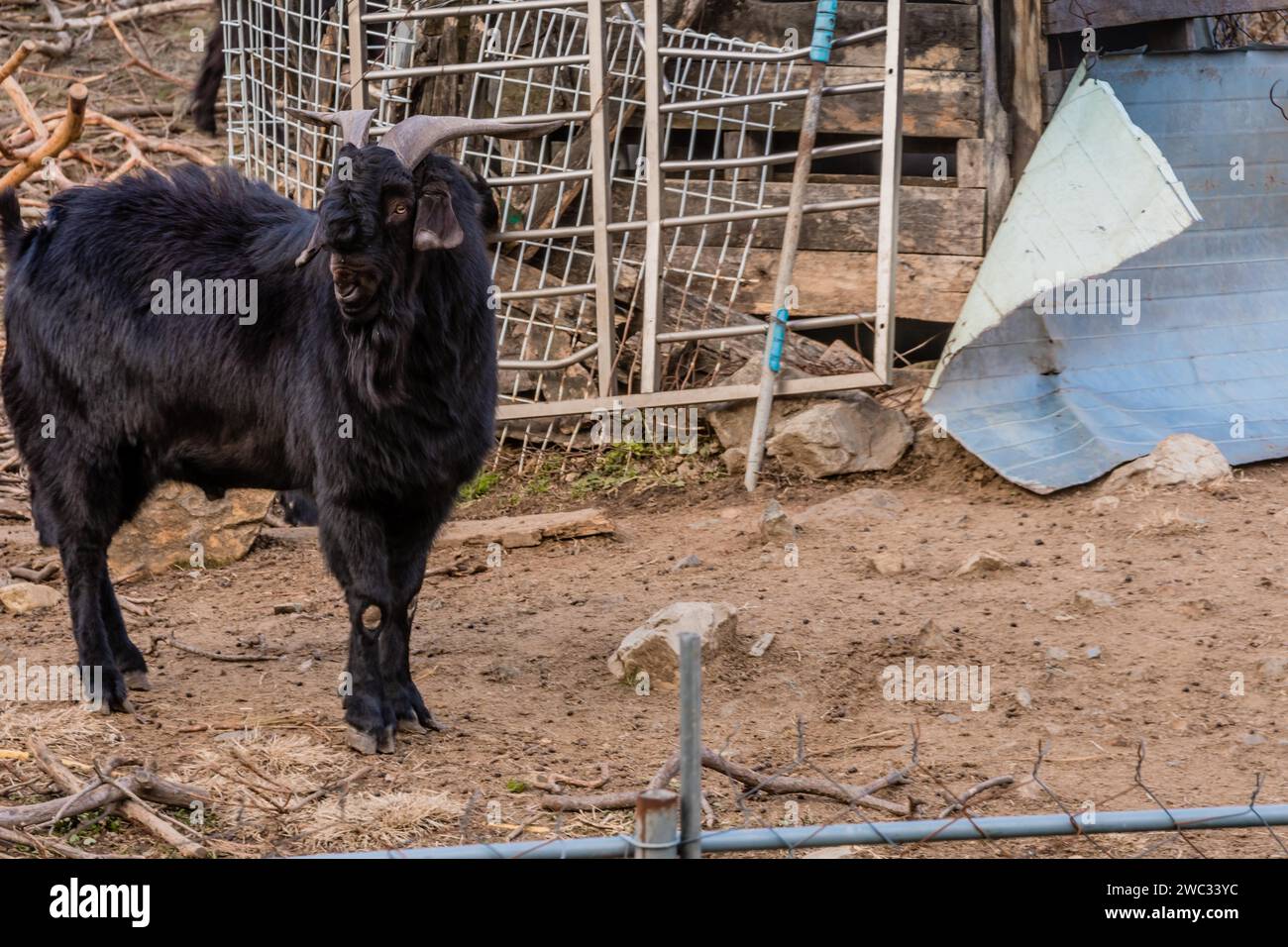 Closeup of large horned black Bengal goat standing in front of fence ...