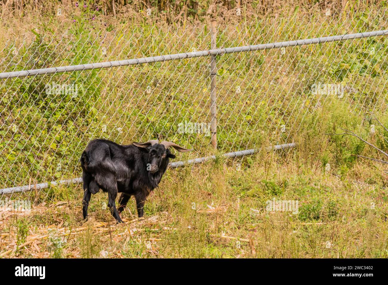 Closeup of large black goat with long horns in front of chain link ...
