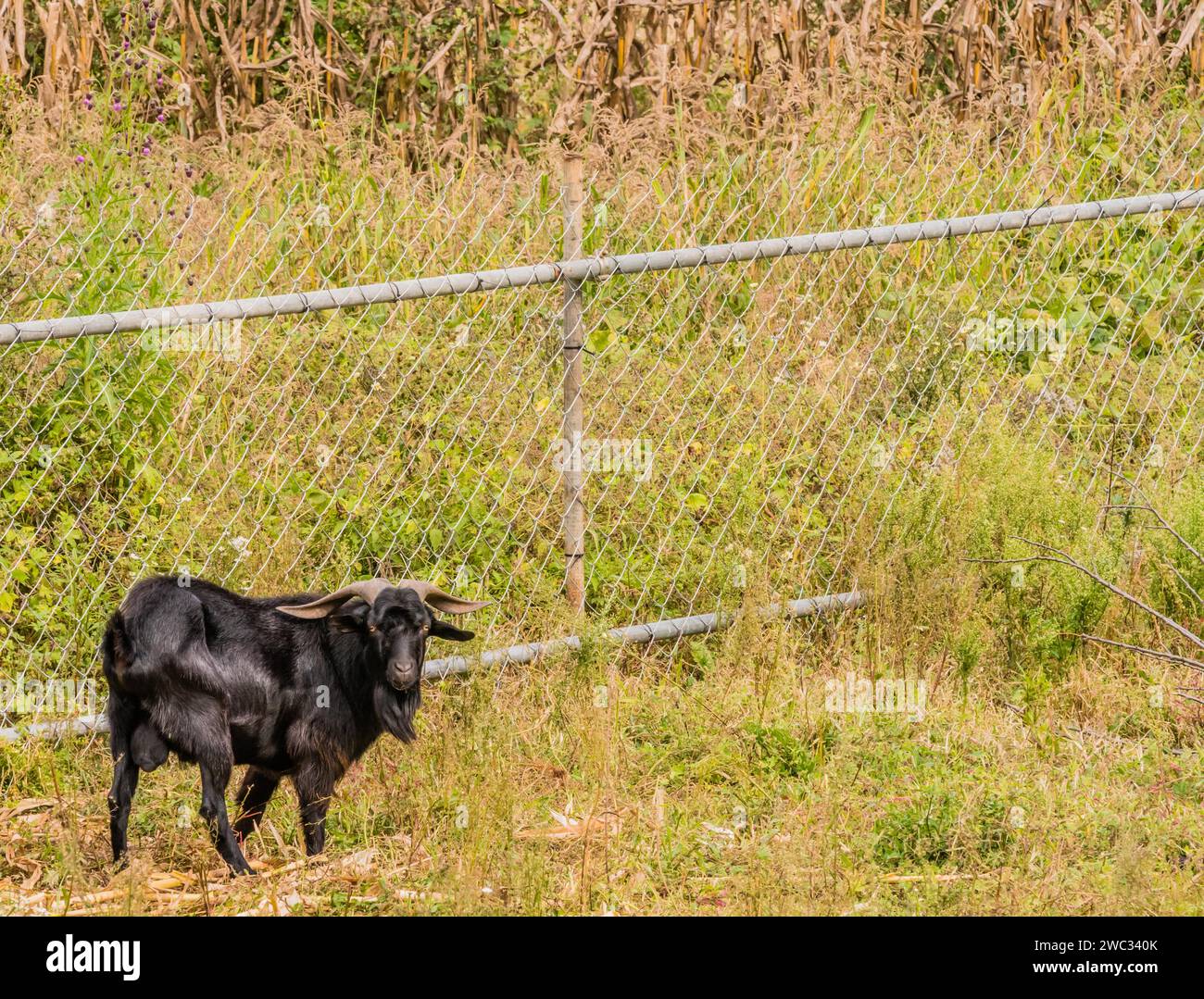 Black goat large horns long hi-res stock photography and images - Alamy