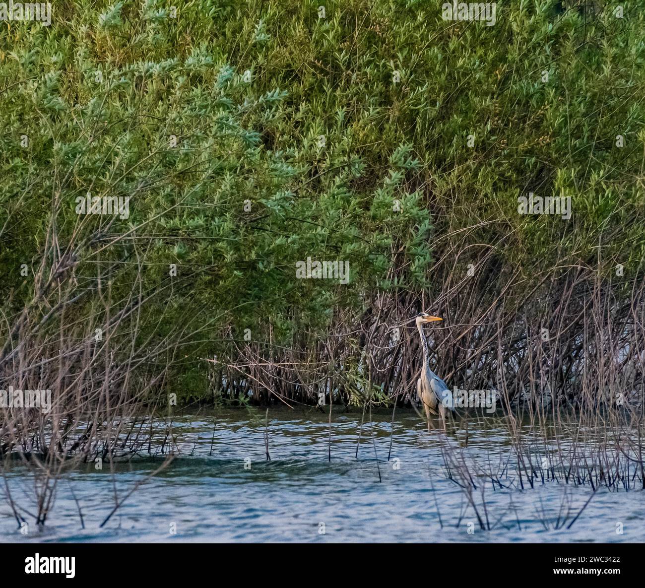 Gray heron standing in a river in front of tall green reeds Stock Photo ...