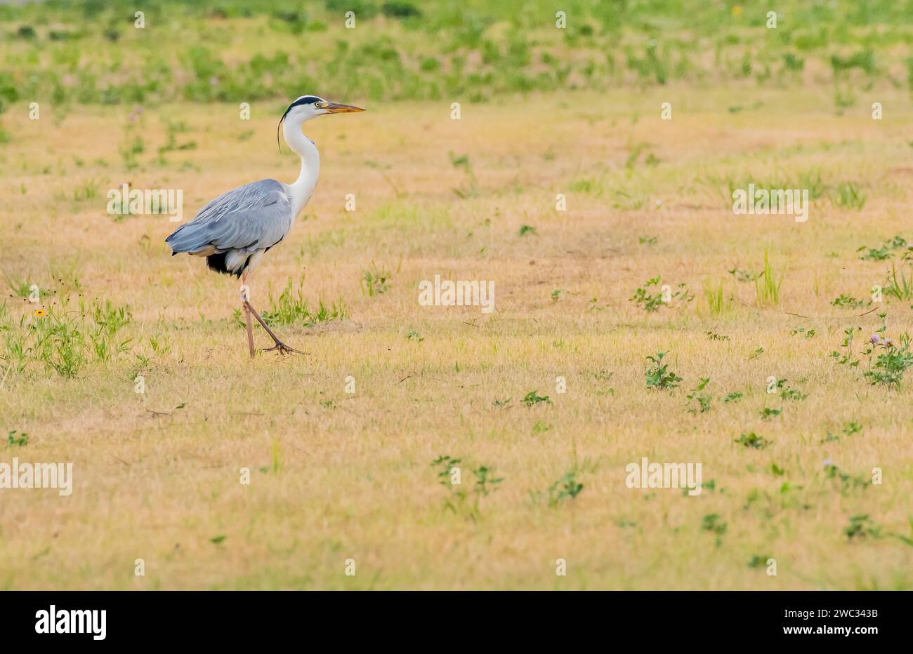 Little blue heron standing in a clearing at a public park in South ...
