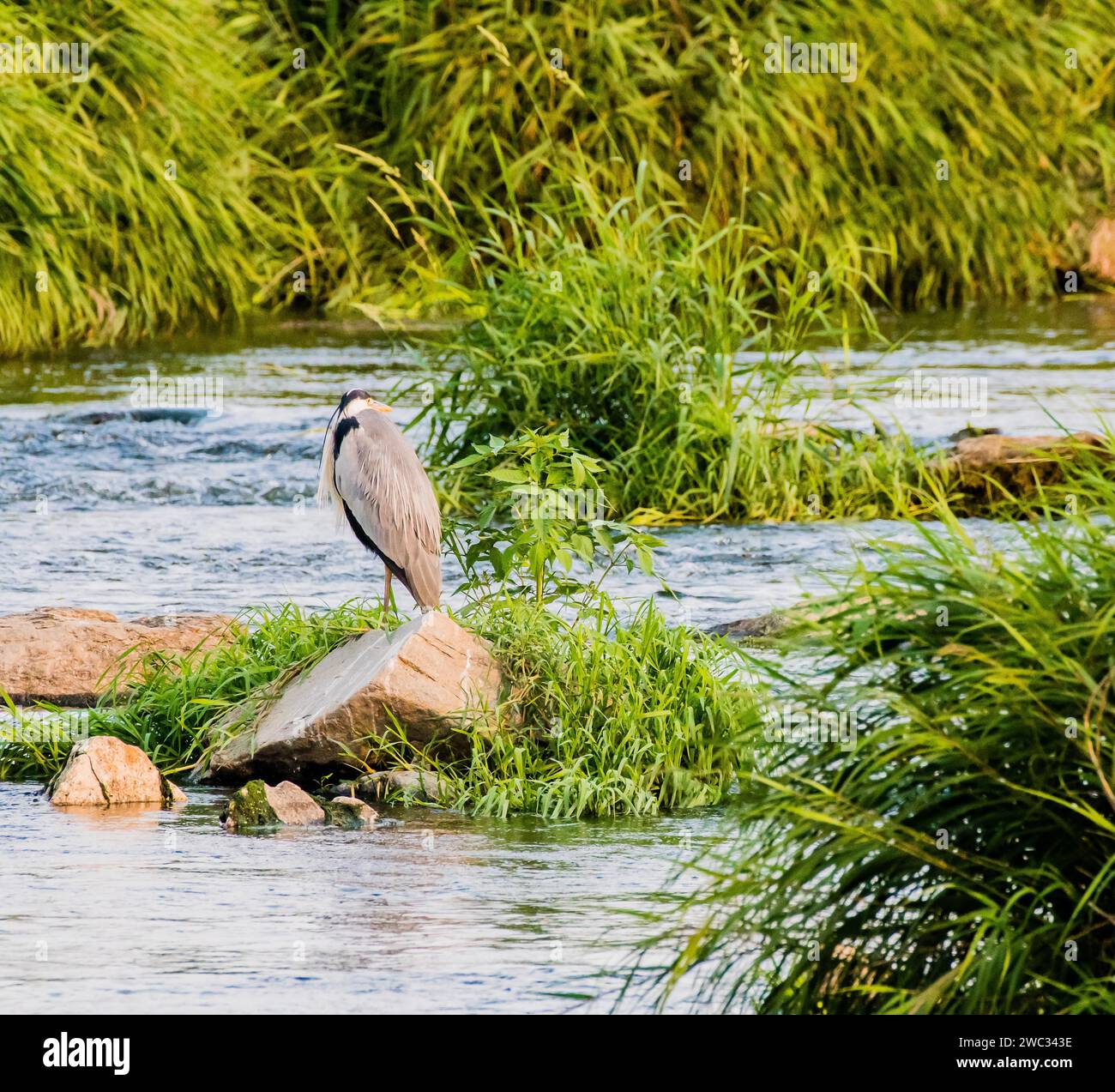 Little blue heron standing on rock in river surrounded by green foliage ...