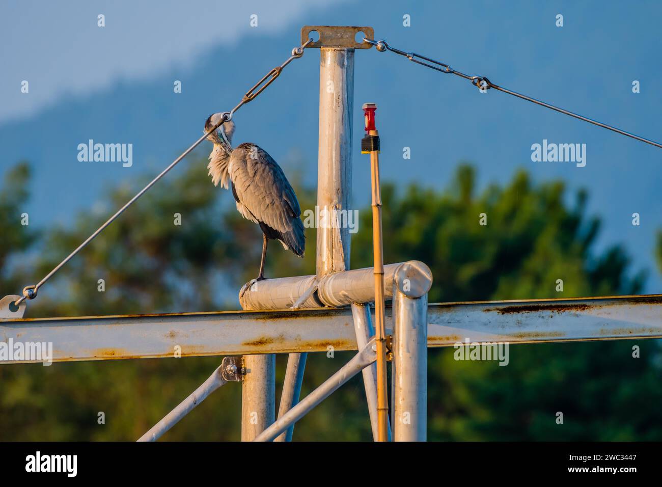 Large gray heron preening itself while perched on metal cross beam of ...