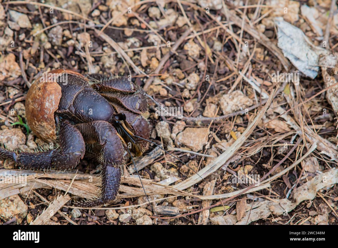 Closeup of a large hermit crab crawling across ground covered with ...