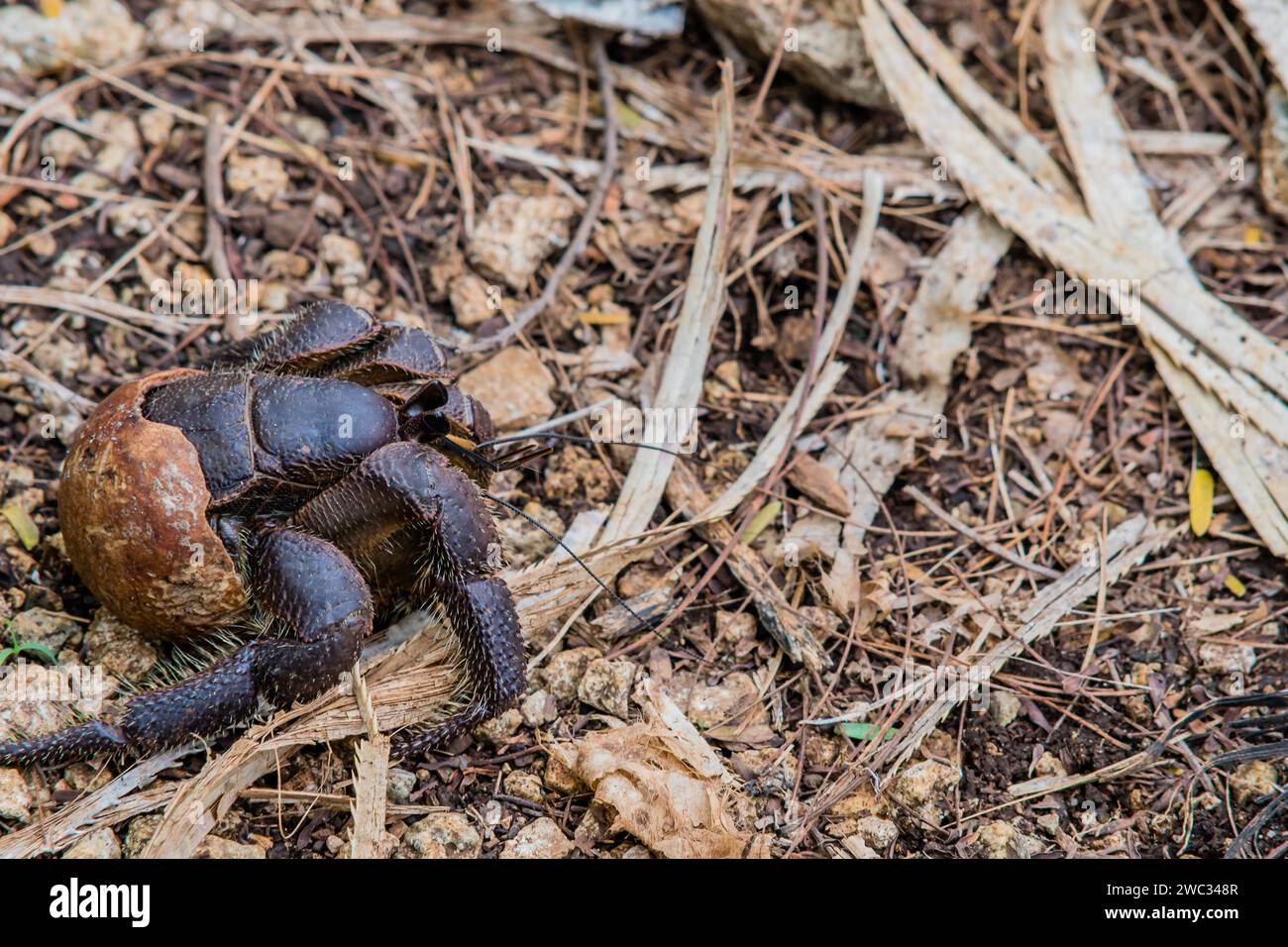 Closeup of a large hermit crab crawling across ground covered with ...