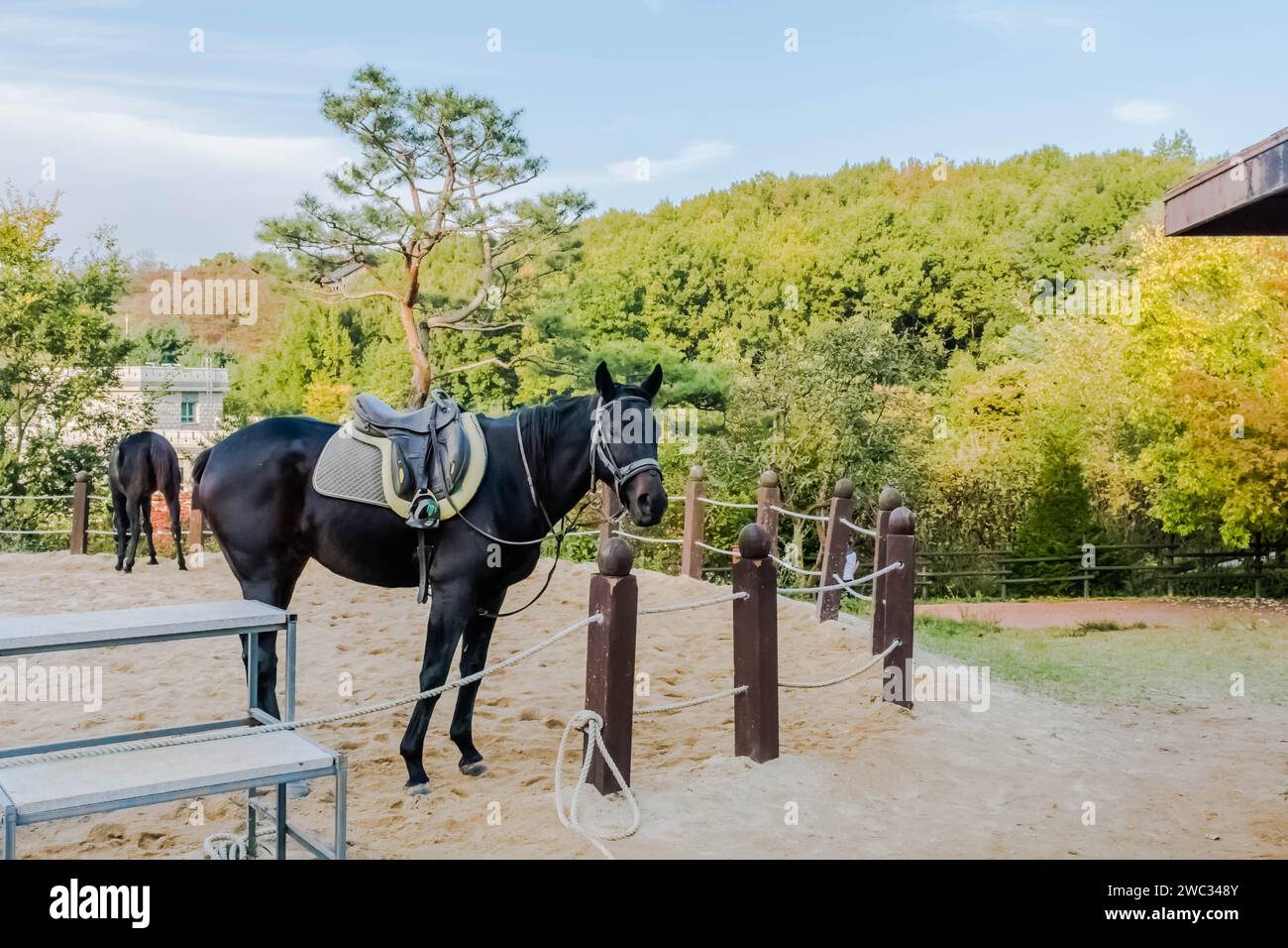 Adult horse wearing saddle and bridle standing close to rope fence ...