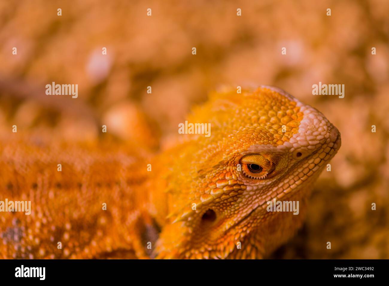 Closeup of golden colored young bearded dragon with blurred background ...