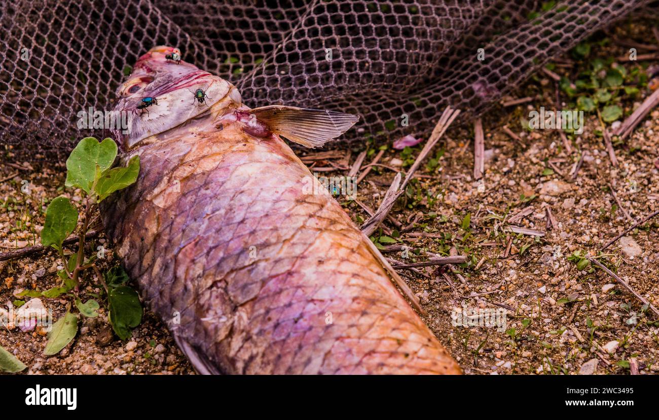 Flies feasting on the carcass of dead fish laying on the ground next to a black fishing net ...