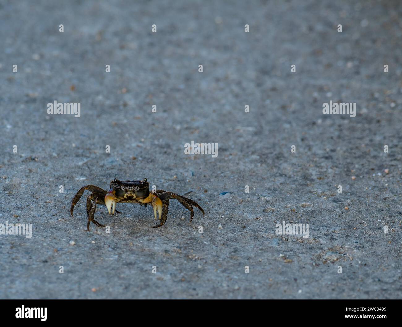 Closeup of crab walking on a paved road as it watches the camera Stock ...