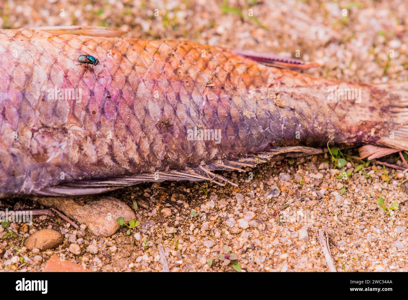 Closeup of fly feasting on the carcass of dead fish laying on the ...
