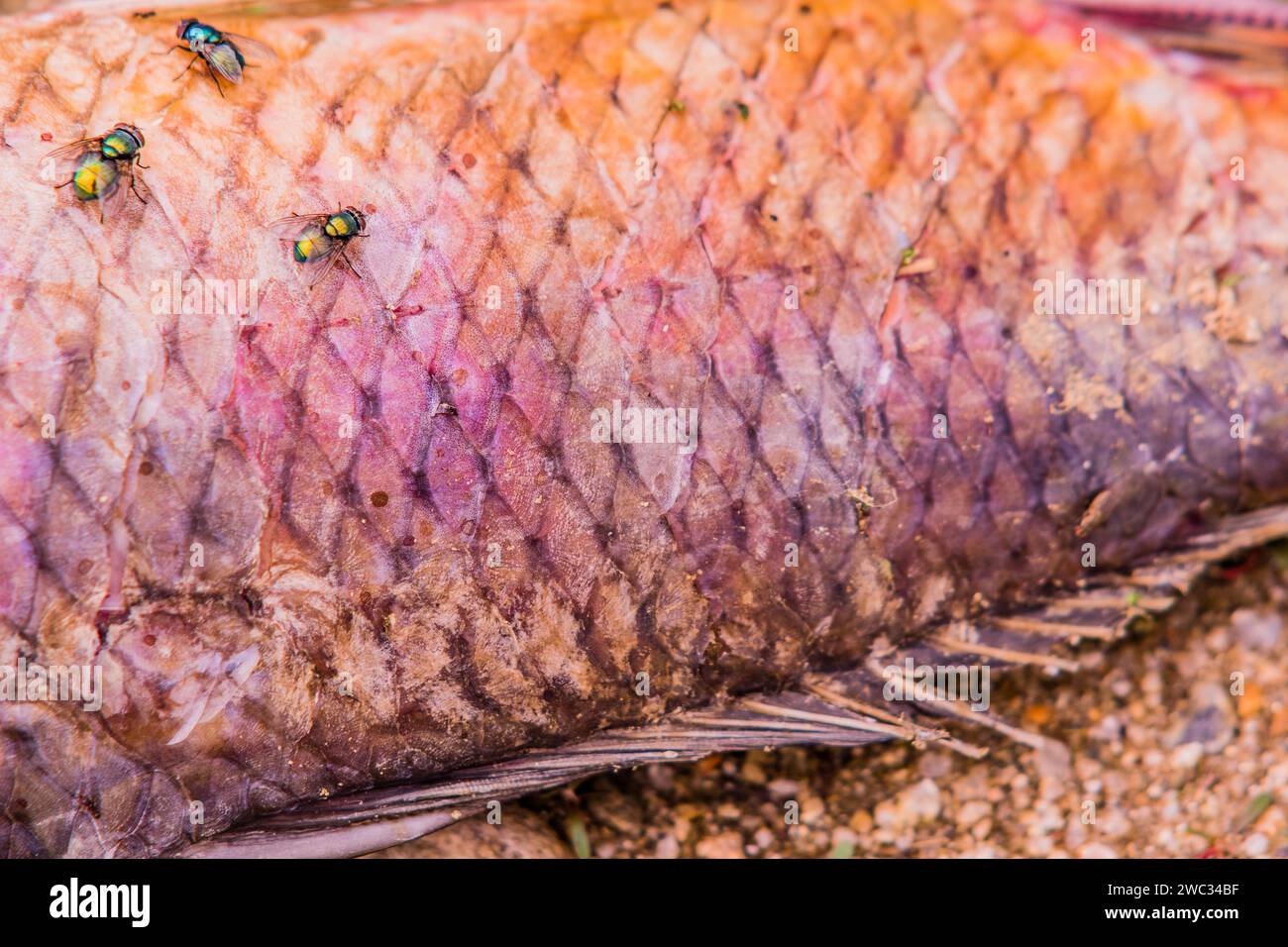 Closeup of flies feasting on the carcass of dead fish Stock Photo - Alamy