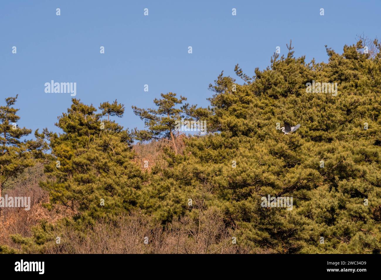 One in series of photos following a gray heron as it flies to, and ...