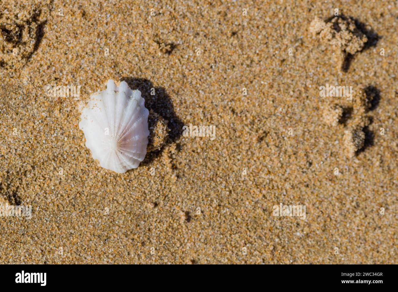 Single seashell laying in the sand on a beach Stock Photo - Alamy