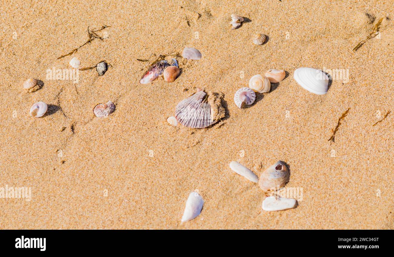 Several different seashells together in the sand on a beach Stock Photo ...