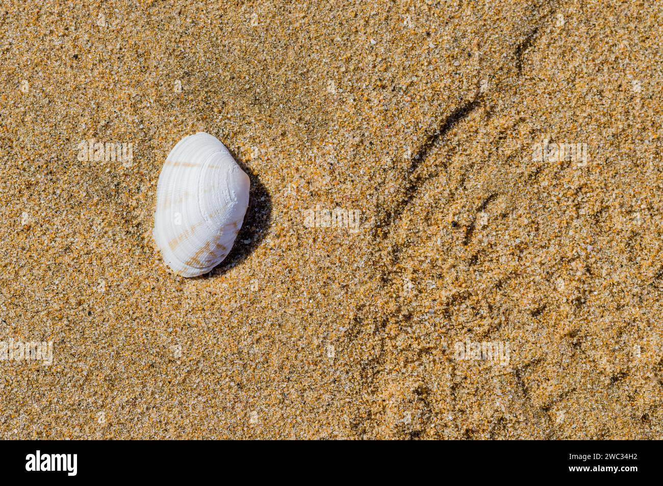 Seashell in the sand at the beach hi-res stock photography and images ...