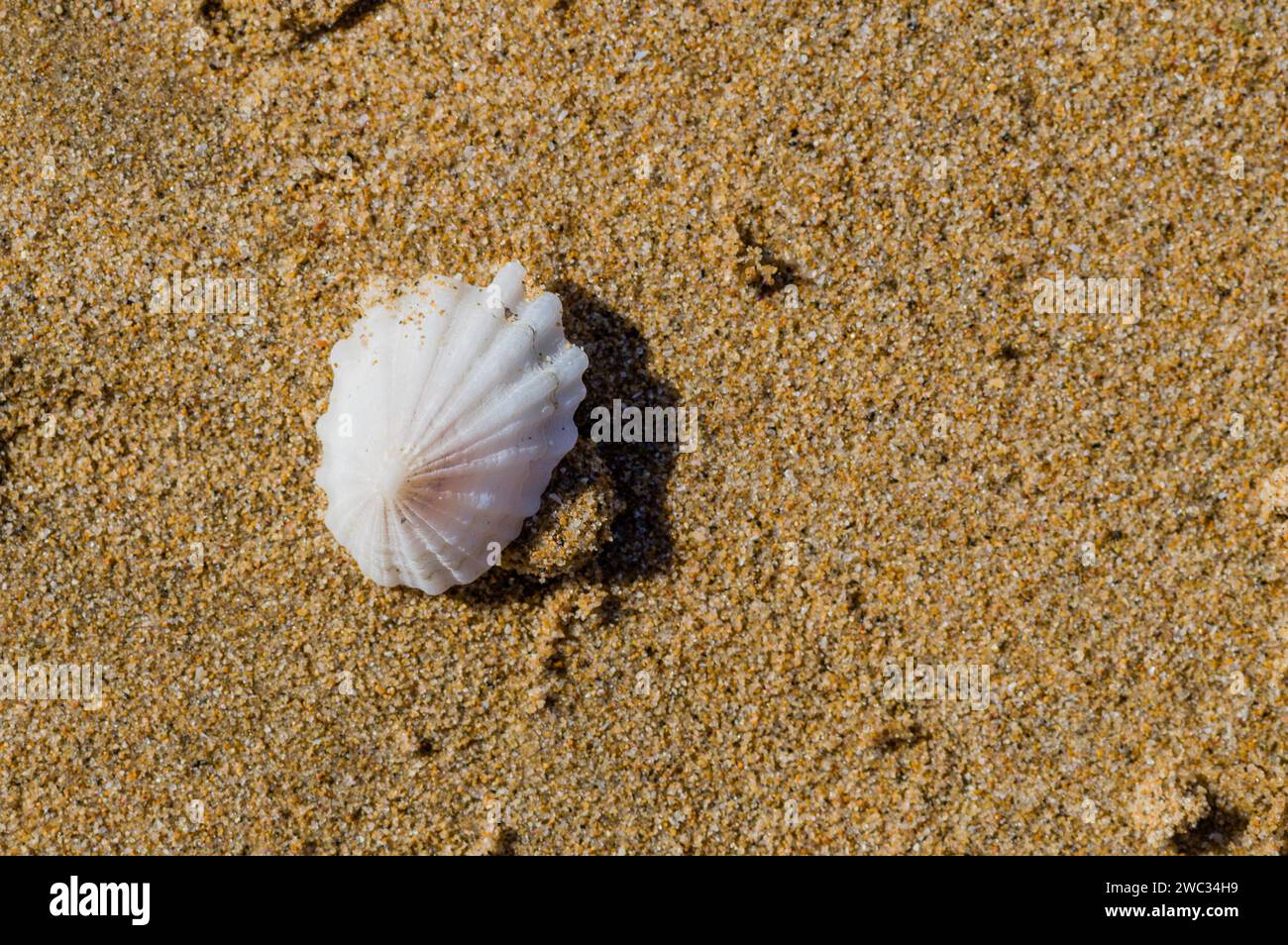 Seashell sand isolated on hi-res stock photography and images - Alamy