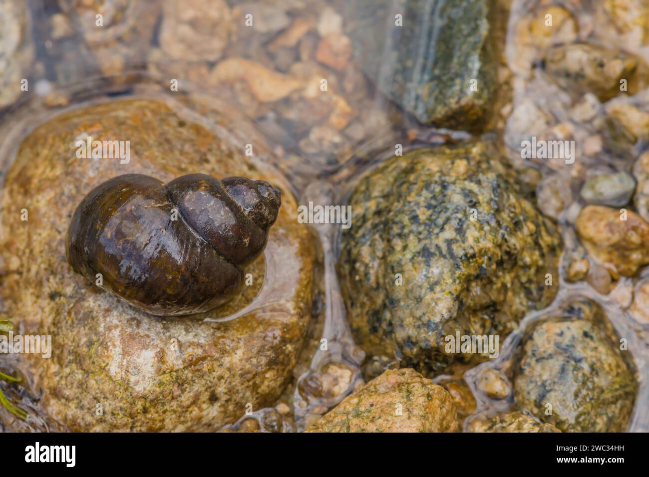 Closeup of large snail inside its shell on top of brown rock at edge of ...
