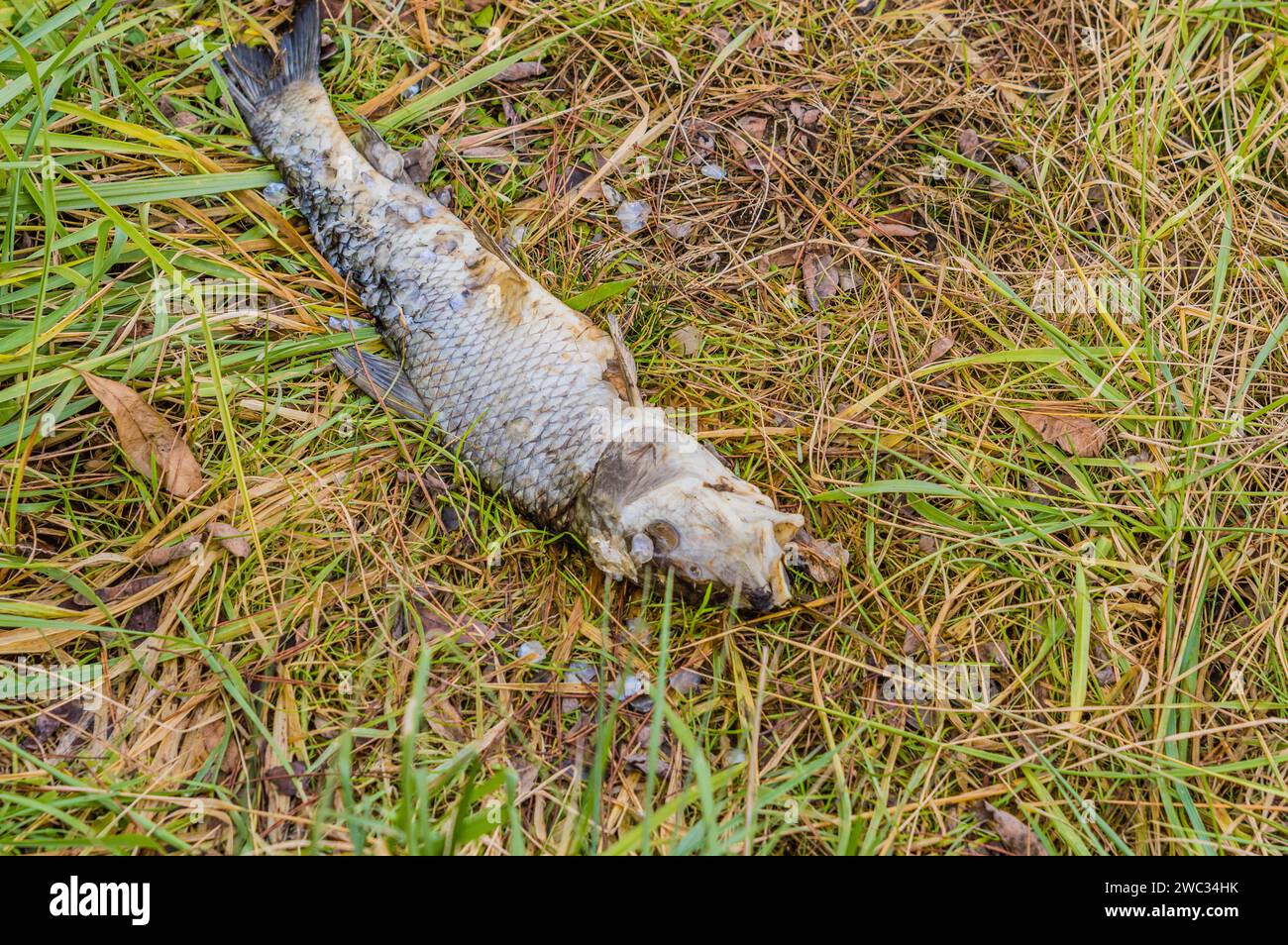 Carcass of a dead fish laying in green grass Stock Photo - Alamy
