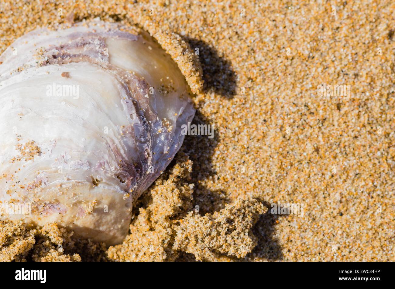 Seashell on sand in hi-res stock photography and images - Alamy