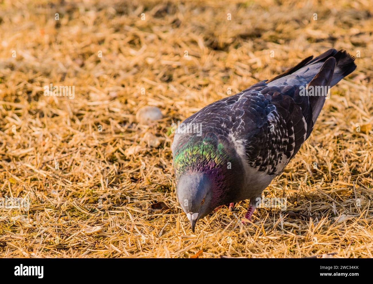 Close up of pigeon on the ground looking for food in dry brown grass ...