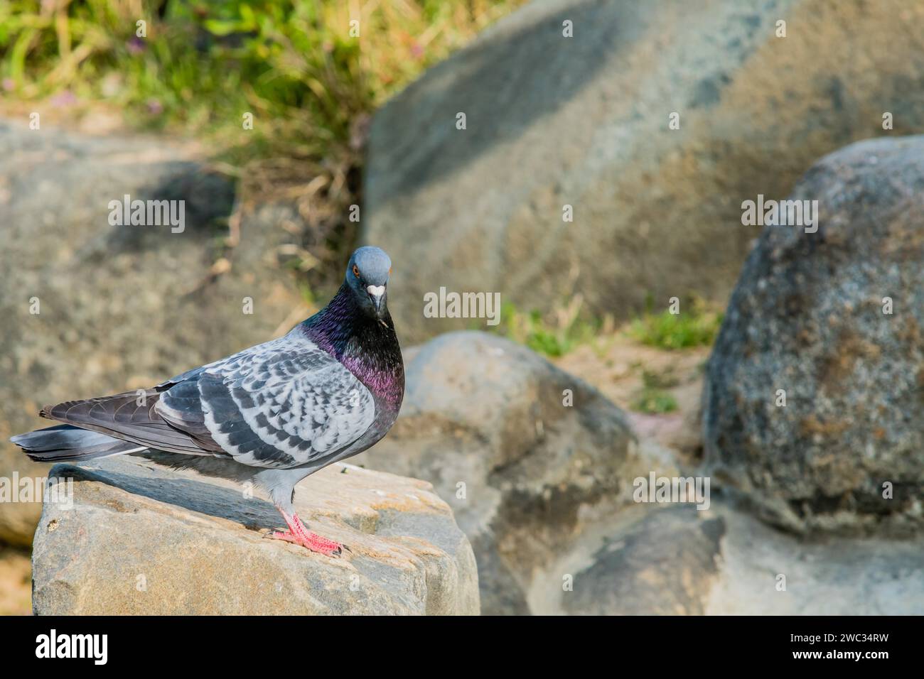 Beautiful rock pigeon standing hi-res stock photography and images - Alamy