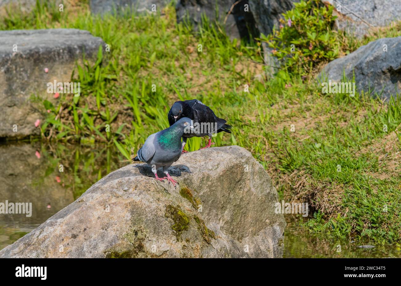 Two beautiful rock pigeon standing on large boulder next to a small ...