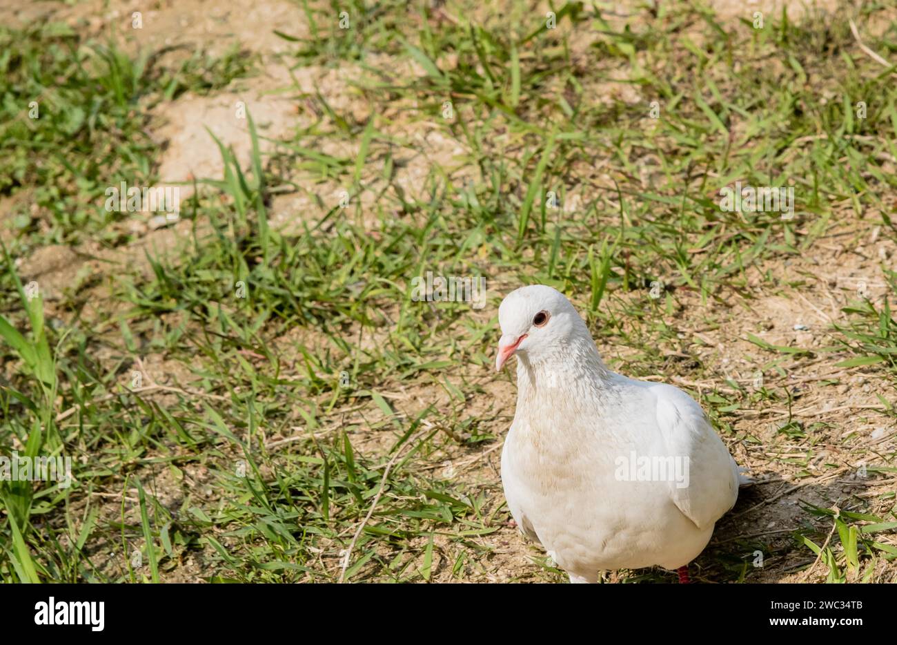 Closeup of snow white pigeon standing on ground Stock Photo - Alamy