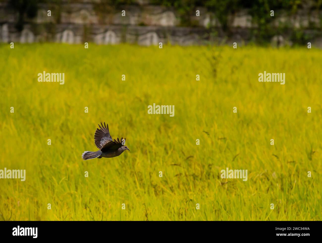 Lone turtle dove with wing extended in flight above green field Stock ...