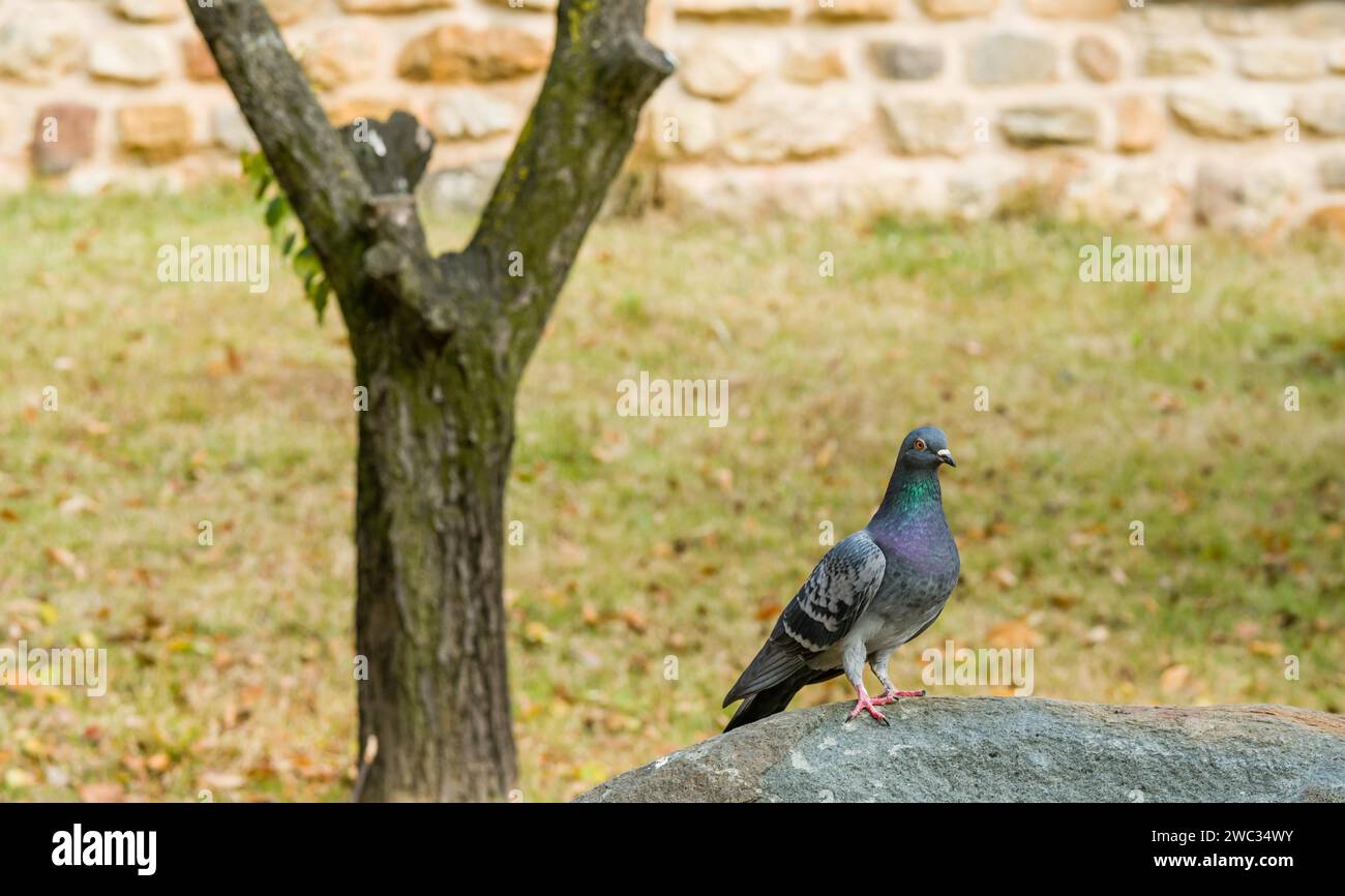 Closeup of a rock pigeon standing on a boulder with a stone wall ...