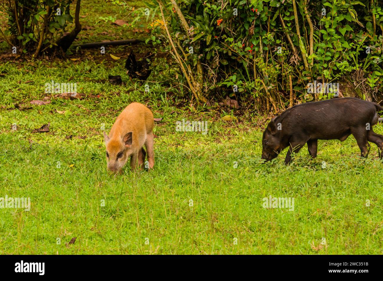 One brown and one black domestic pig eating grass in a green meadow ...