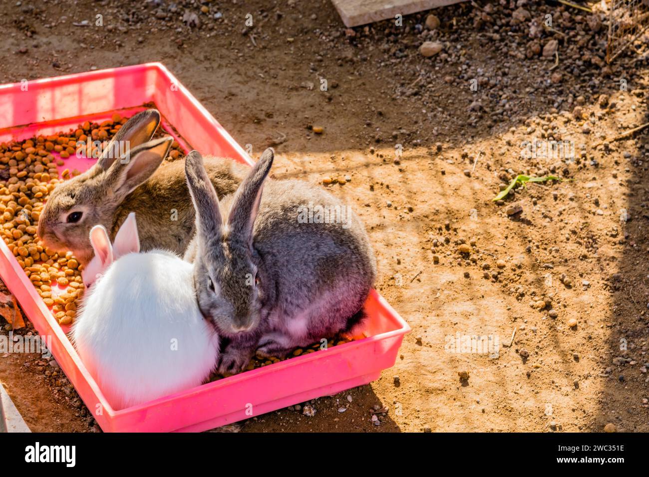 Three large rabbits huddled together inside a pink container of food on ...