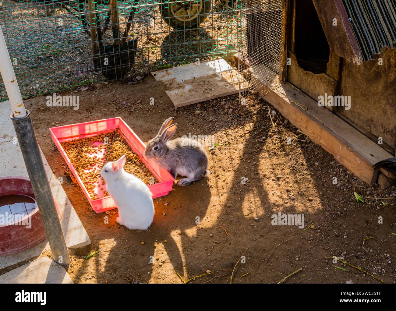 Bunny stand hi-res stock photography and images - Alamy