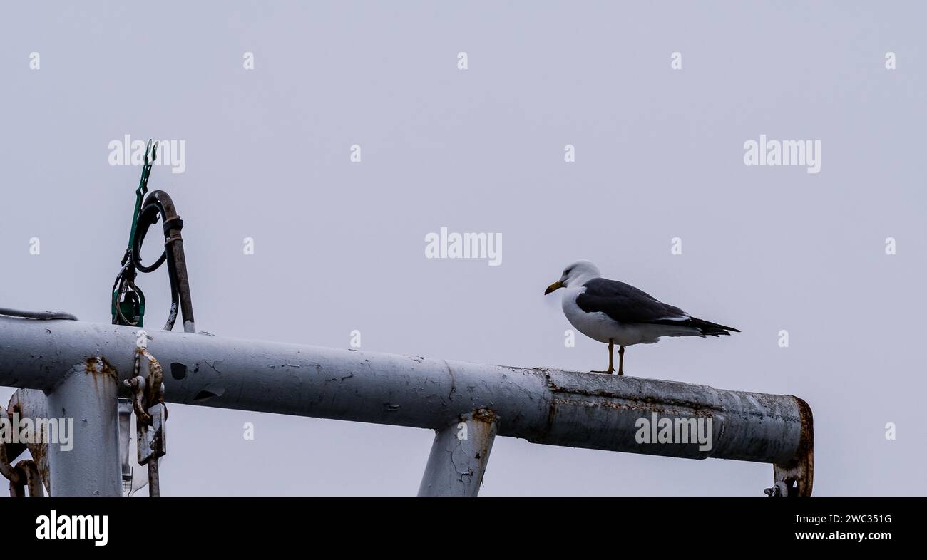 Crossbeam hi-res stock photography and images - Alamy