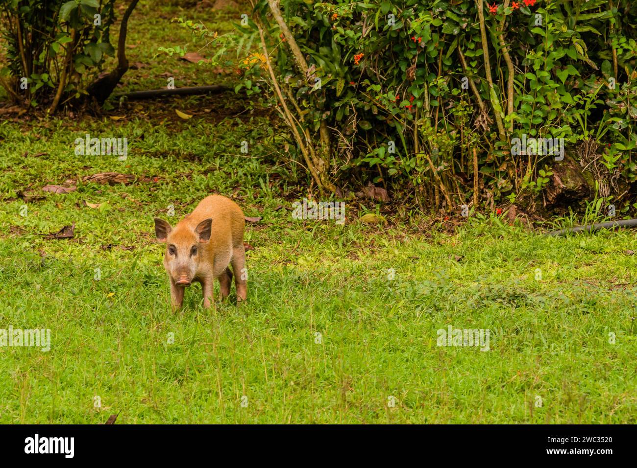 Pig eating grass hi-res stock photography and images - Alamy