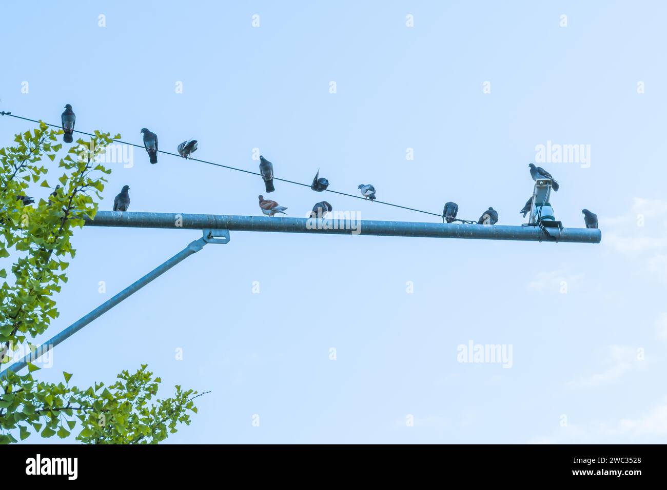 Flock of pigeons sitting on metal traffic pole against a blue sky Stock ...