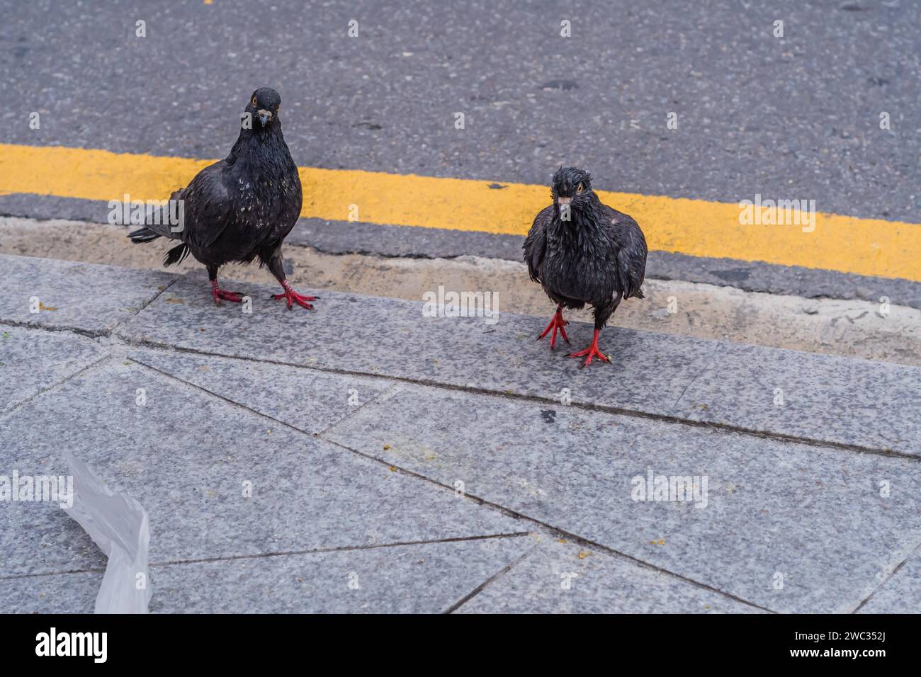 Two scruffy looking black pigeons on edge of sidewalk next to street ...