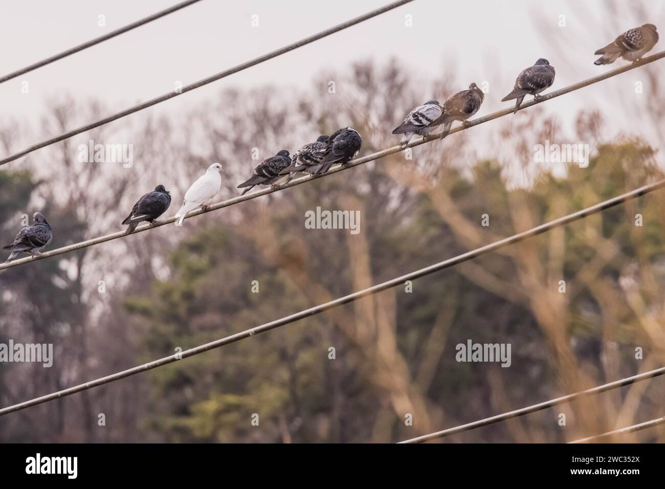 Pigeons sitting on power line on overcast day with trees blurred in ...