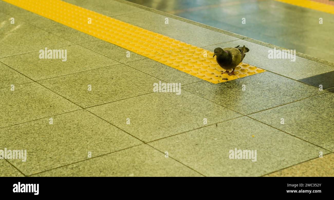 Pigeon standing on yellow warning line near steps of boarding platform ...
