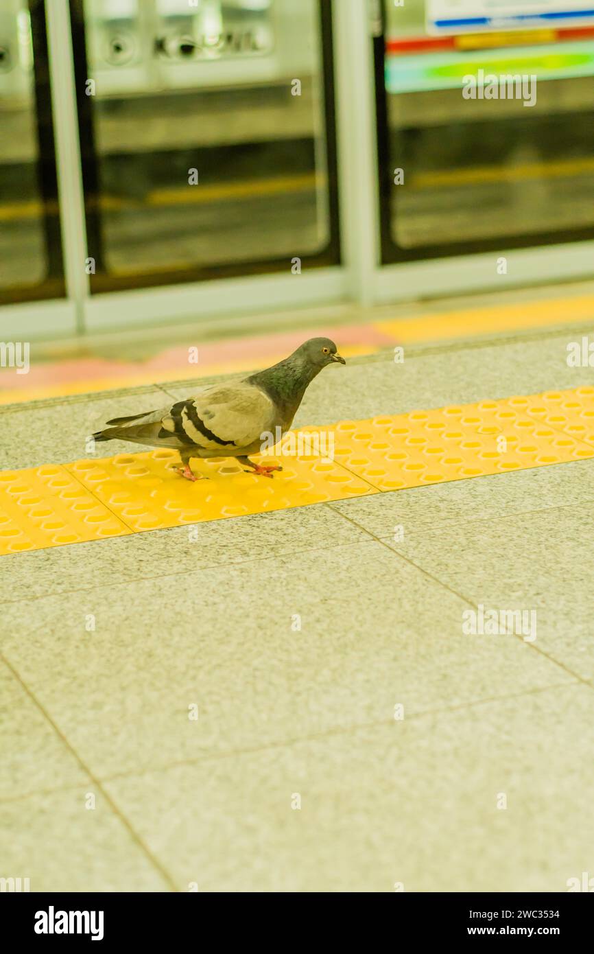 Pigeon standing on yellow warning line near steps of boarding platform ...