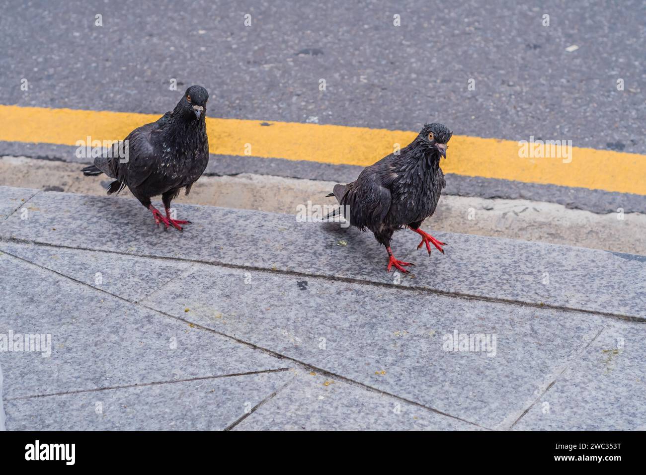 Two scruffy looking black pigeons on edge of sidewalk next to street ...