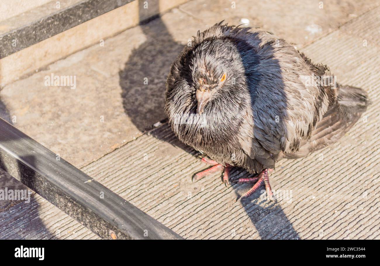 Single leg stand hi-res stock photography and images - Alamy