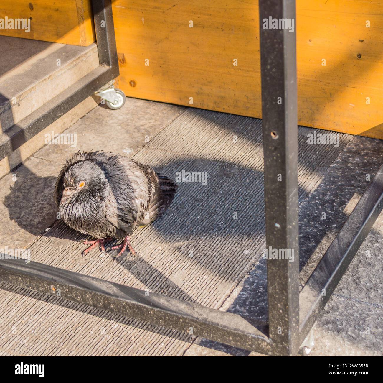 Single pigeon standing under a table with the bottom crossbar visible ...