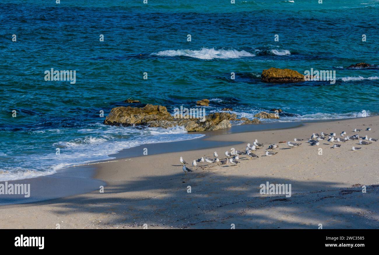 Flock of seagulls on shady sandy beach near beautiful blue ocean water ...