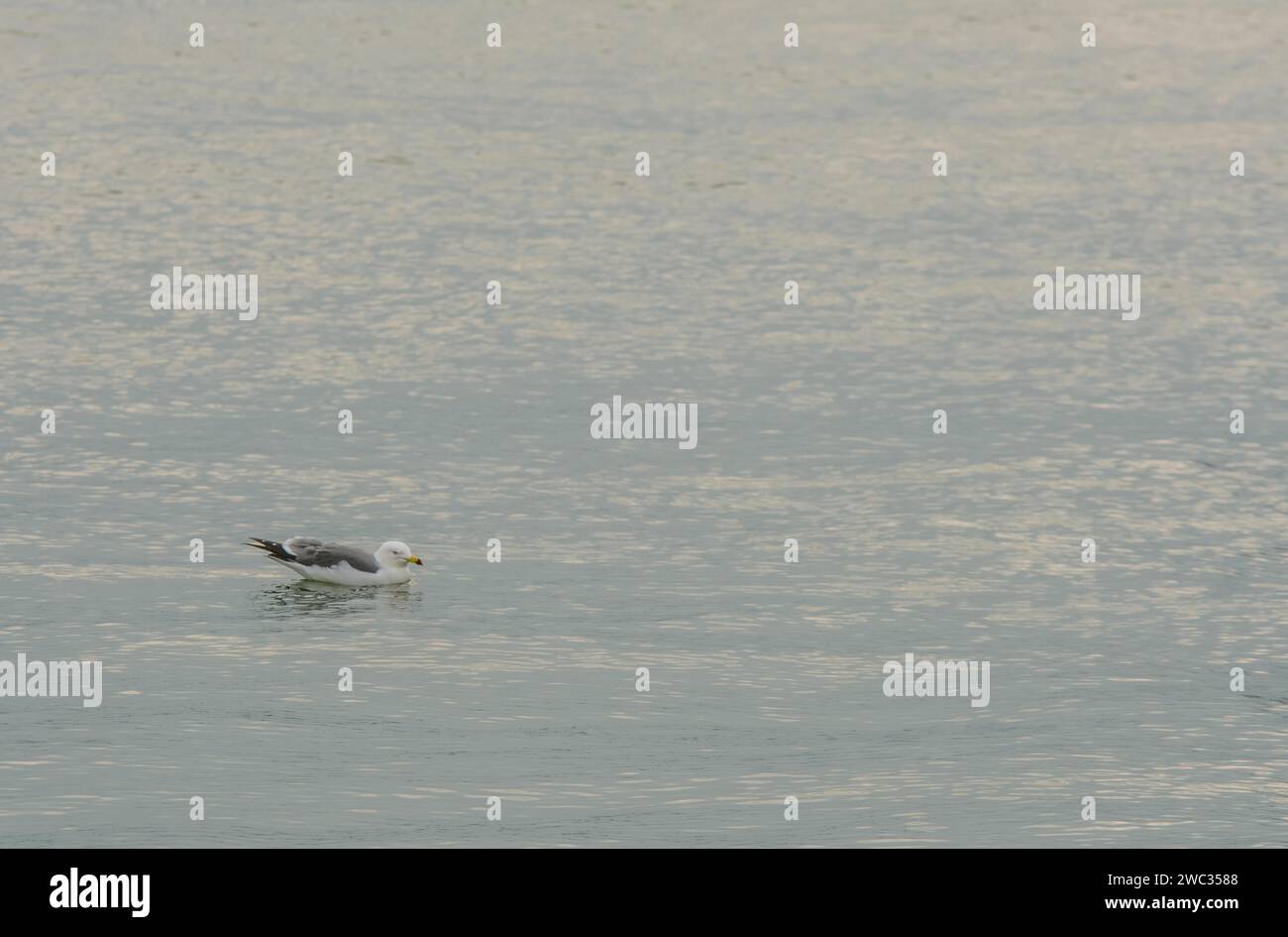 Single seagull floating in calm waters of the ocean Stock Photo - Alamy