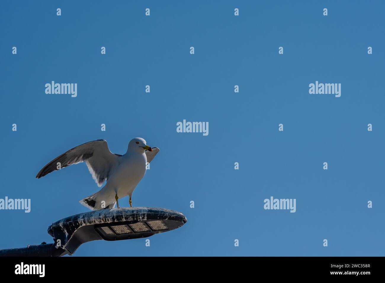 Single seagull perched on top of street light covered with bird ...