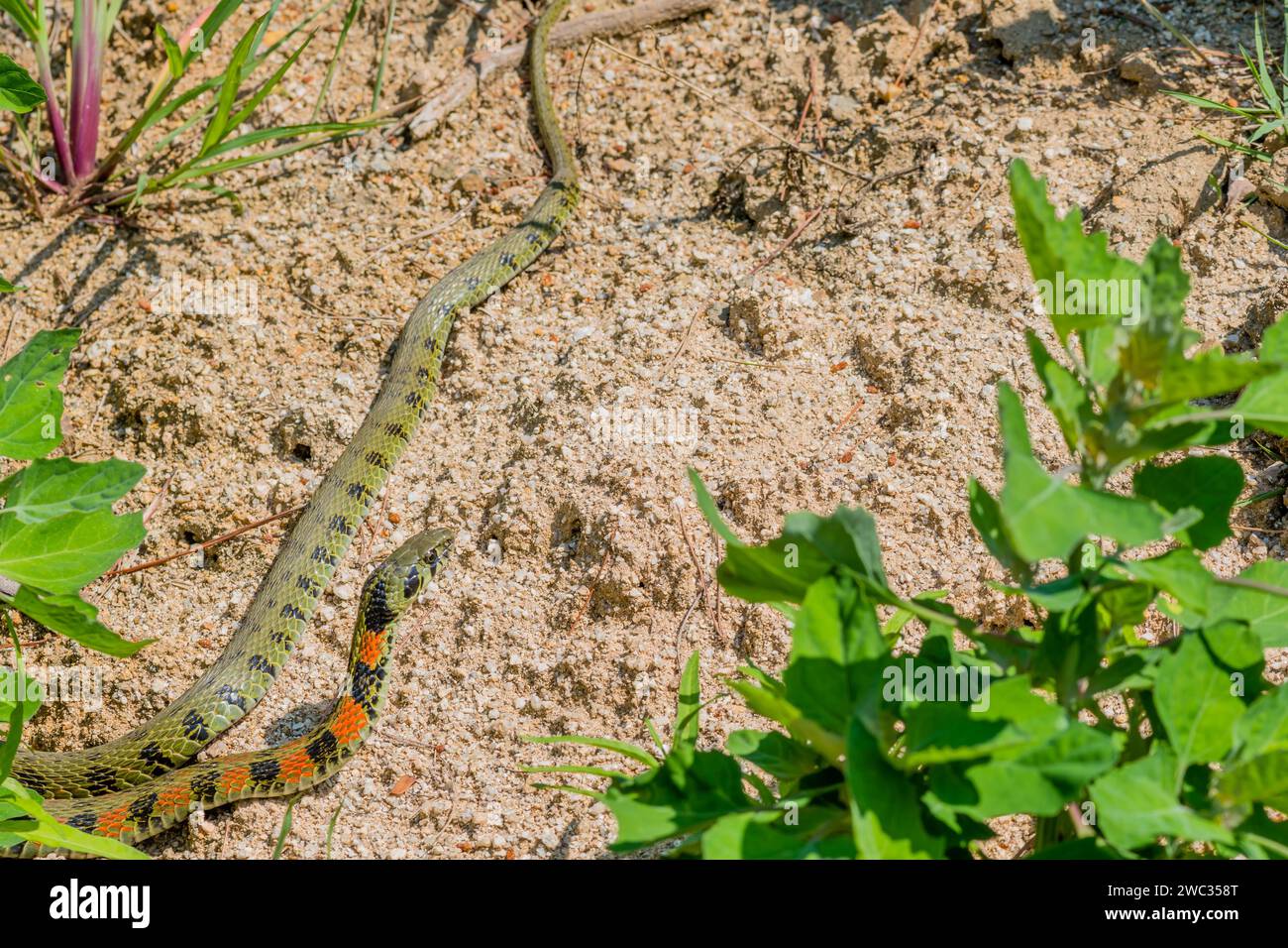 Green garter snake with red and black markings with head raised as it ...